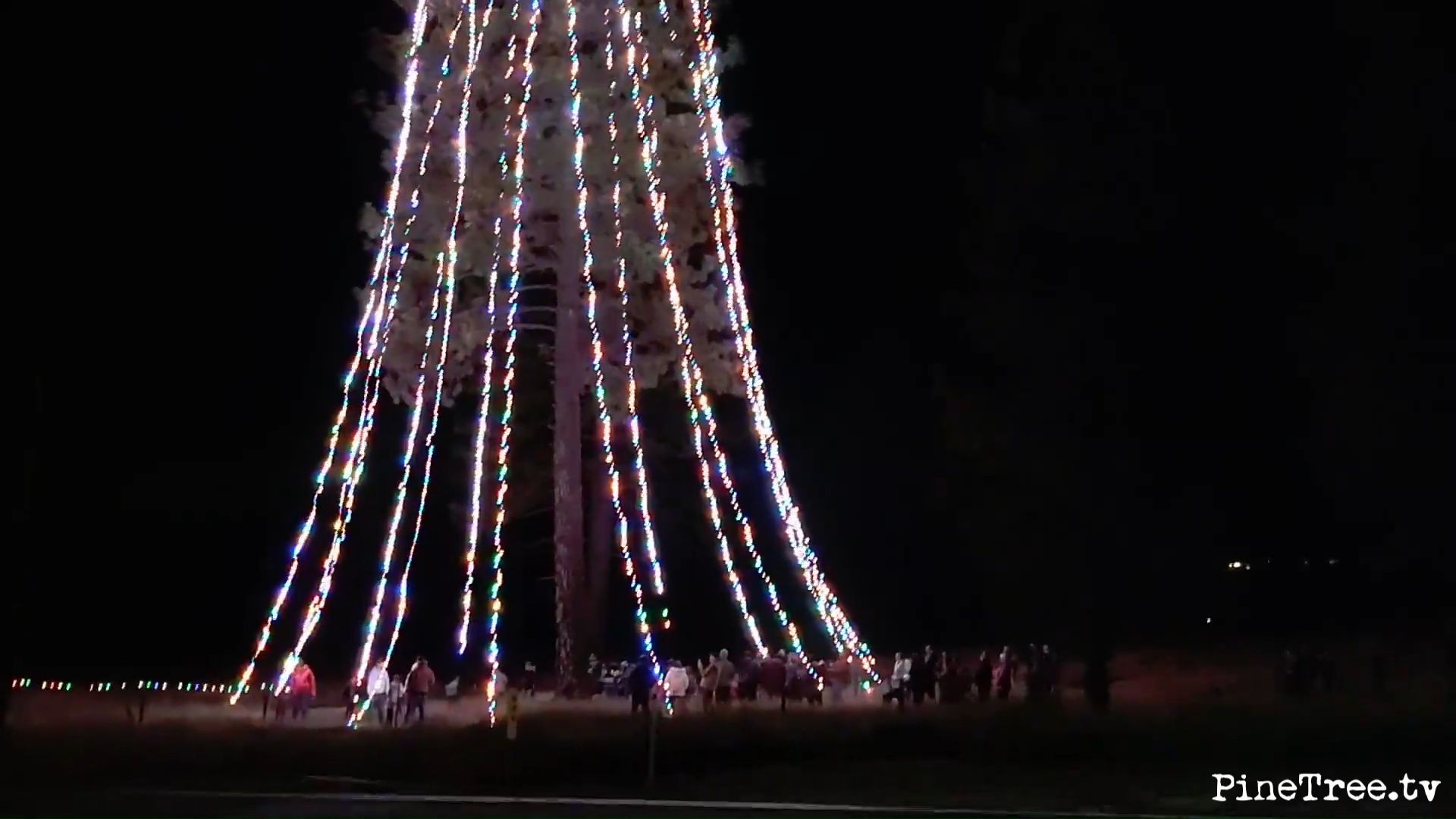 The 2021 Avery Christmas Tree Lighting – The Pine Tree
