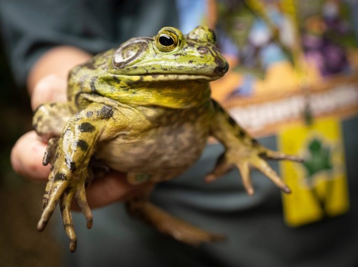 How Do They Jump So Far? Calaveras Frog Jump Secrets Revealed ~ CVB ...