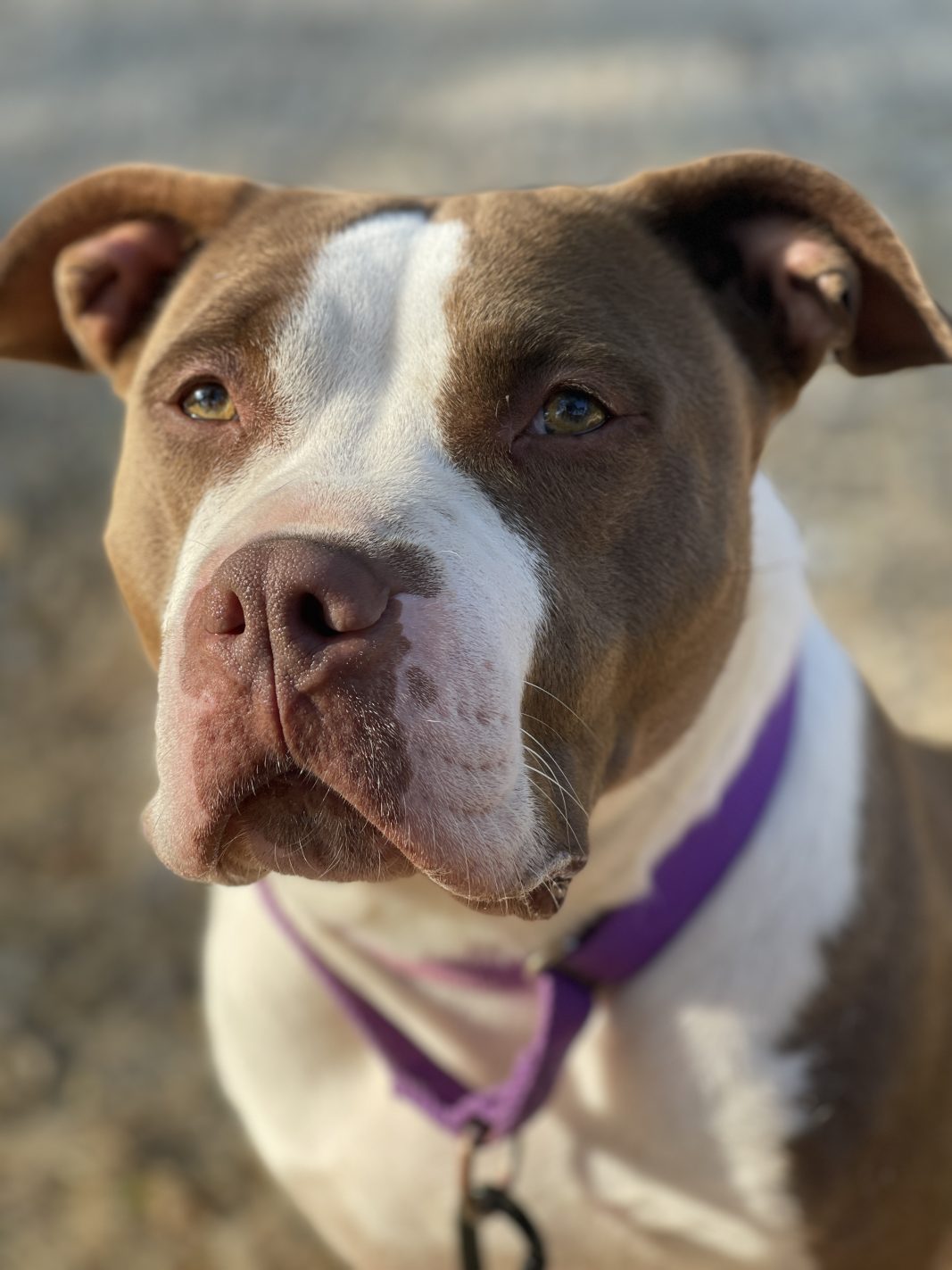 Meet Lulu & You’ll Go Lulu for Lulu & Take Her Home Today! – The Pine Tree