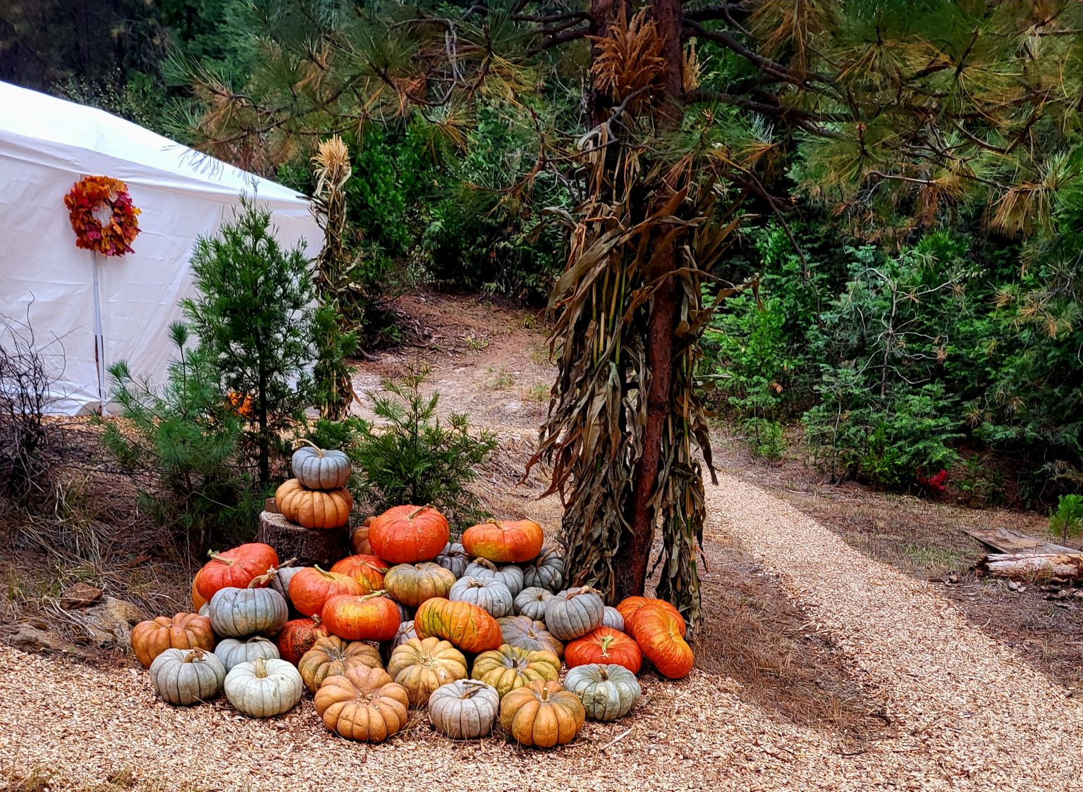 The Pumpkin Stand at Hewn is Open! – The Pine Tree