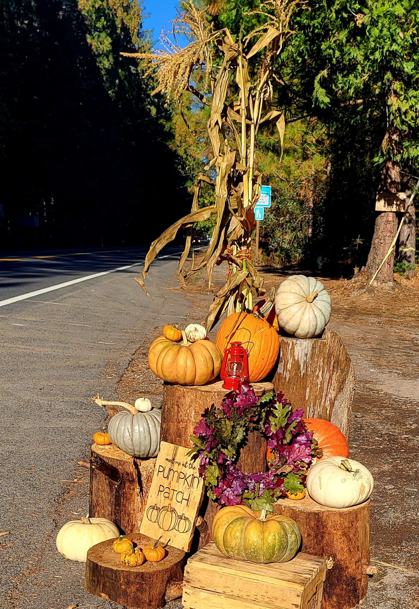 Hewn Pumpkin Stand Has Loads of Pumpkins For Sale and More! – The Pine Tree